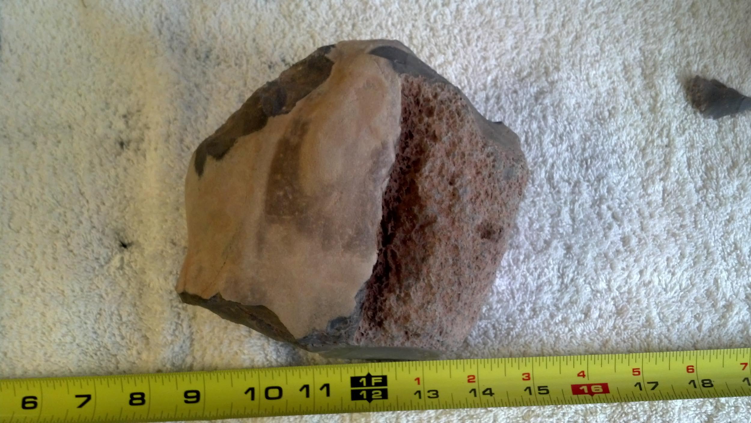 Bone Fossil Found In Door County Wisconsin - Fossil ID - The Fossil Forum