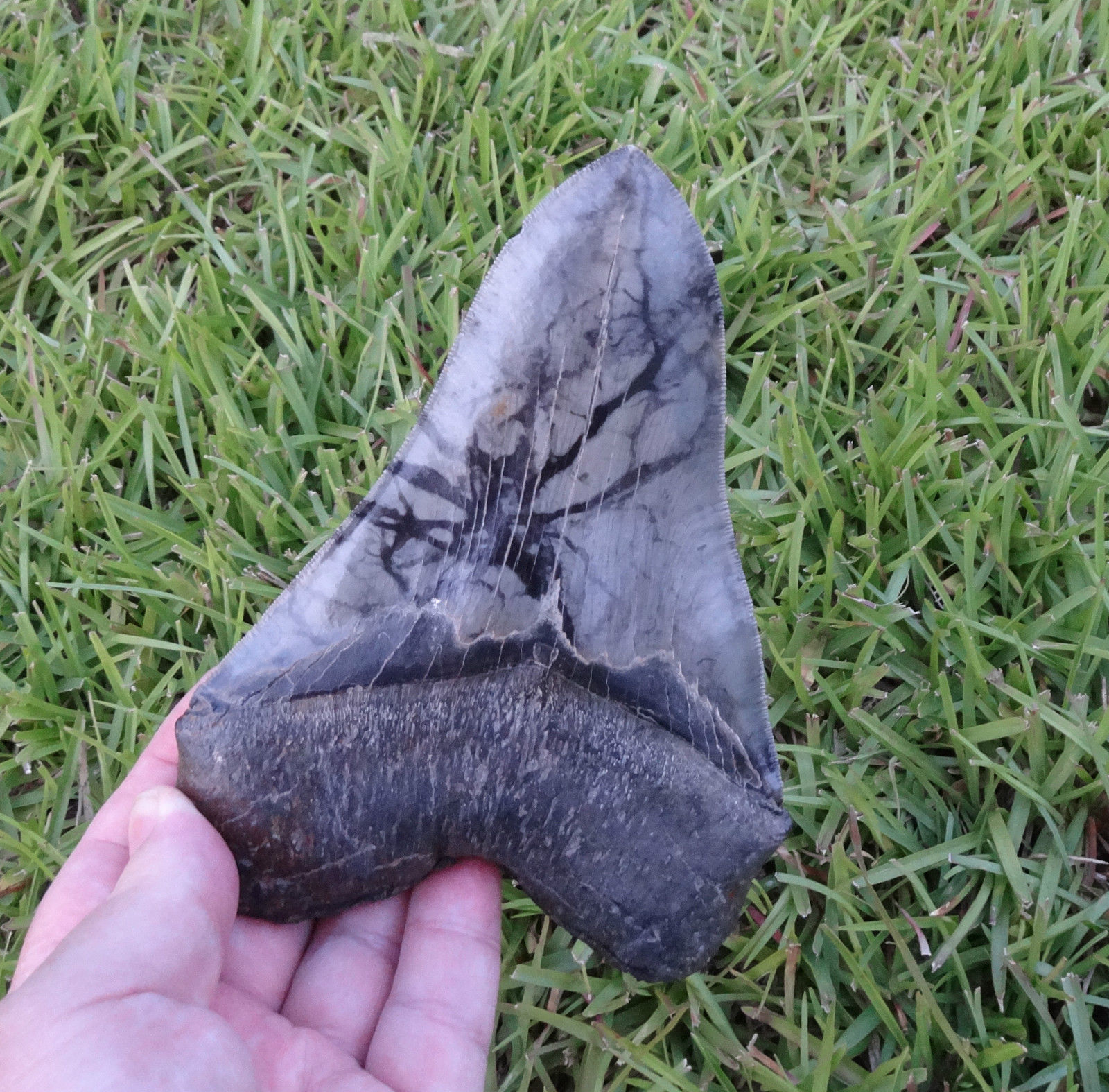 My Meg Teeth - Member Collections - The Fossil Forum