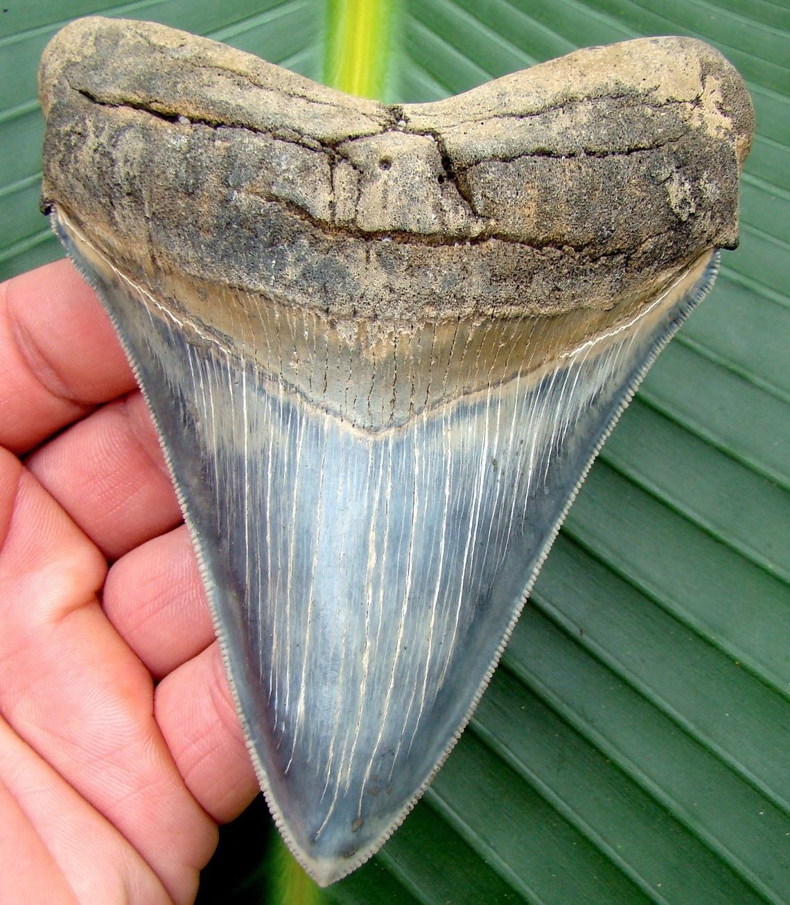 My Meg Teeth - Member Collections - The Fossil Forum