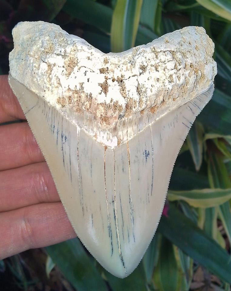 My Meg Teeth - Member Collections - The Fossil Forum