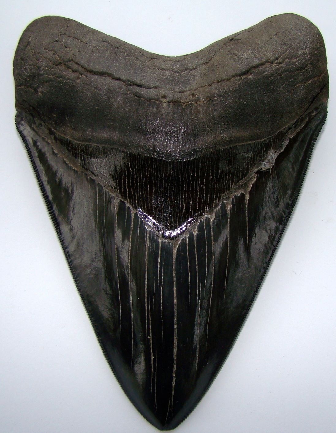 My Meg Teeth - Member Collections - The Fossil Forum