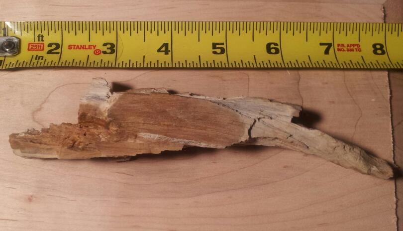 Are These Bone? - Fossil ID - The Fossil Forum
