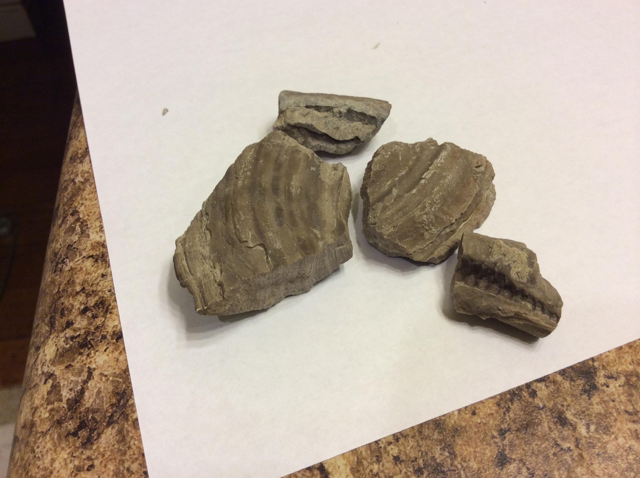 Utah Mushroom Looking Fossil Id. - Fossil ID - The Fossil Forum