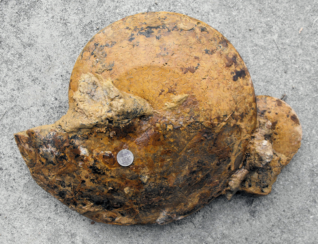 Stacked Sphenodiscus - General Fossil Discussion - The Fossil Forum
