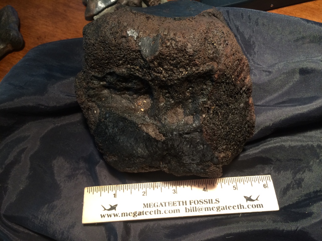 Large Joint Bone - Fossil ID - The Fossil Forum