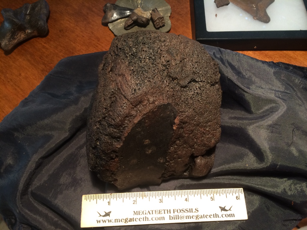 Large Joint Bone - Fossil ID - The Fossil Forum