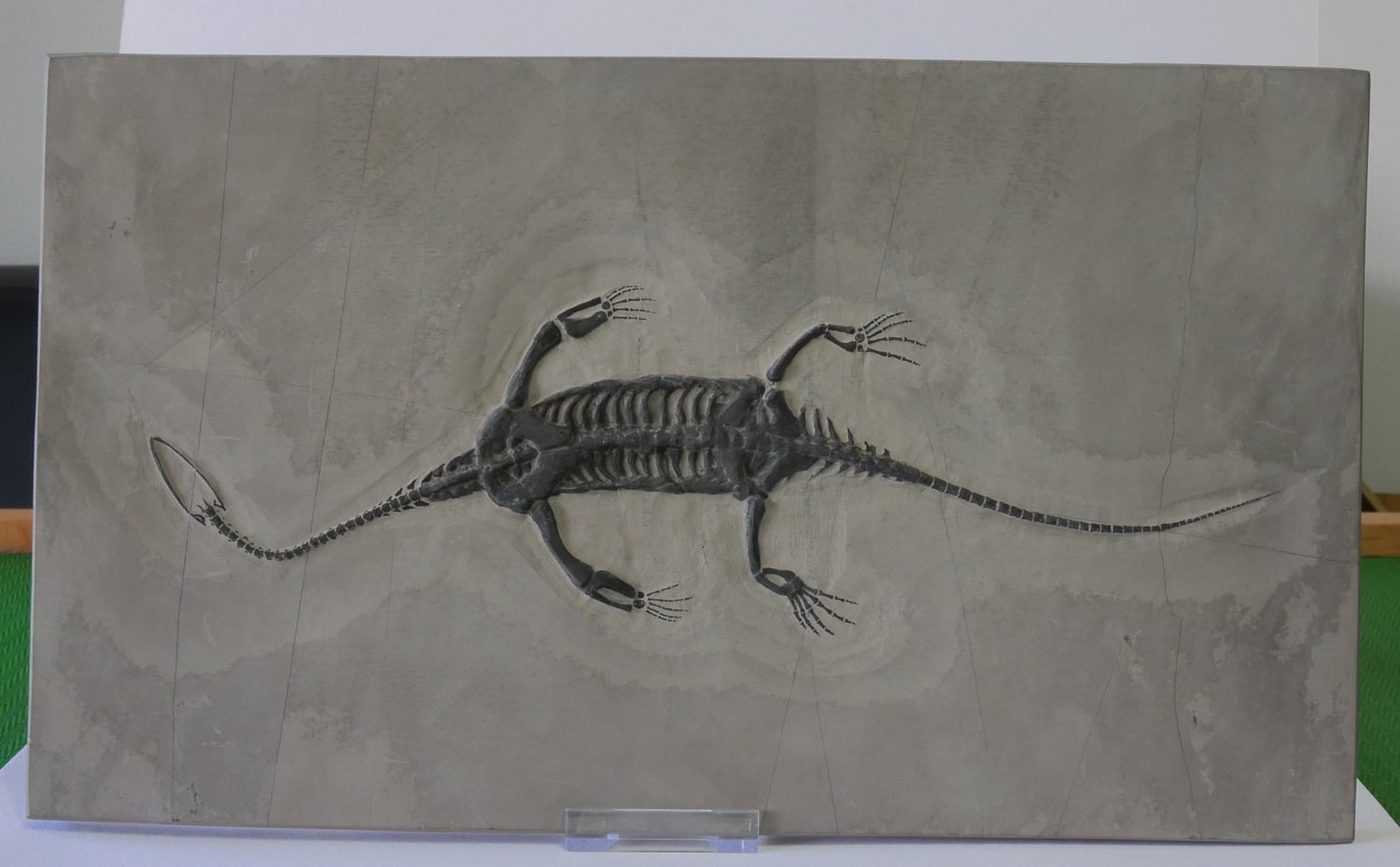 New Keichousaurus - Is He Real? - Fossil ID - The Fossil Forum