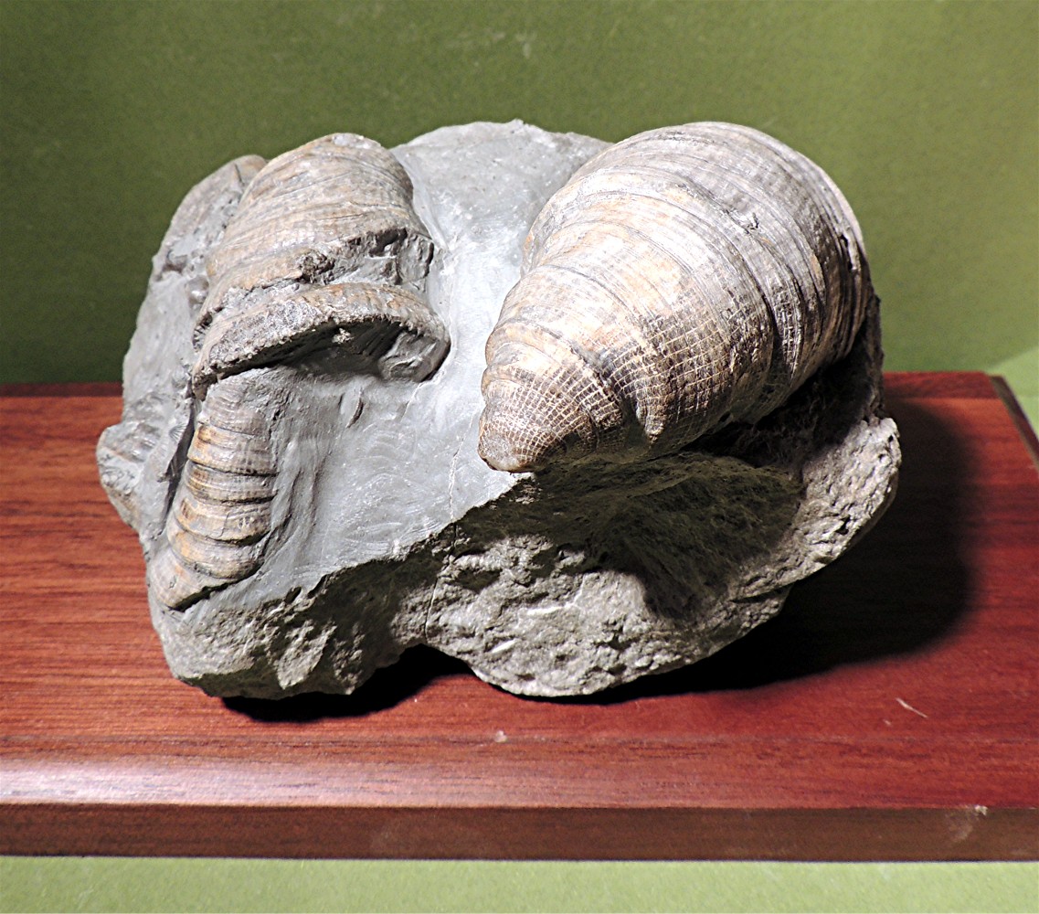 Coral Sculptures - Member Collections - The Fossil Forum