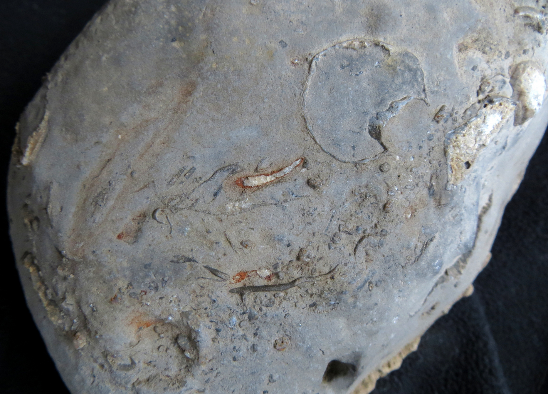 Mystery Fossil Cross Section - Fossil ID - The Fossil Forum