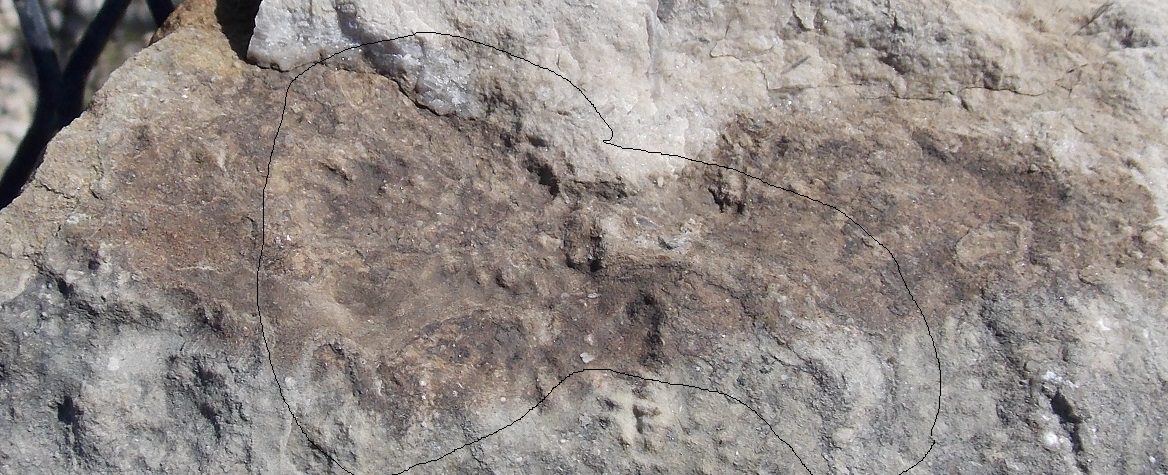 Possible Complete Crinoid - Fossil ID - The Fossil Forum