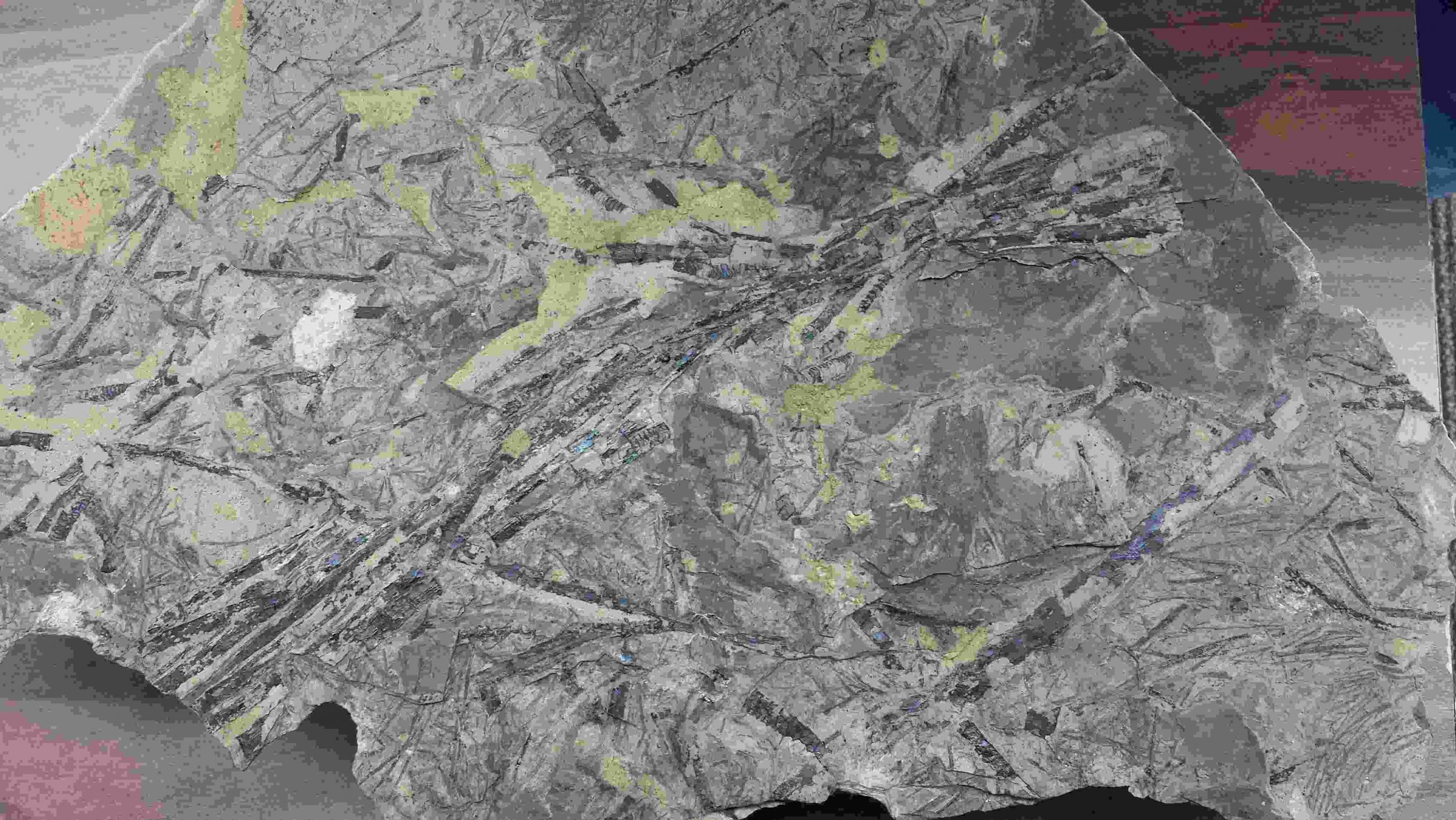 Florida Eocene Seagrasses - Questions & Answers - The Fossil Forum