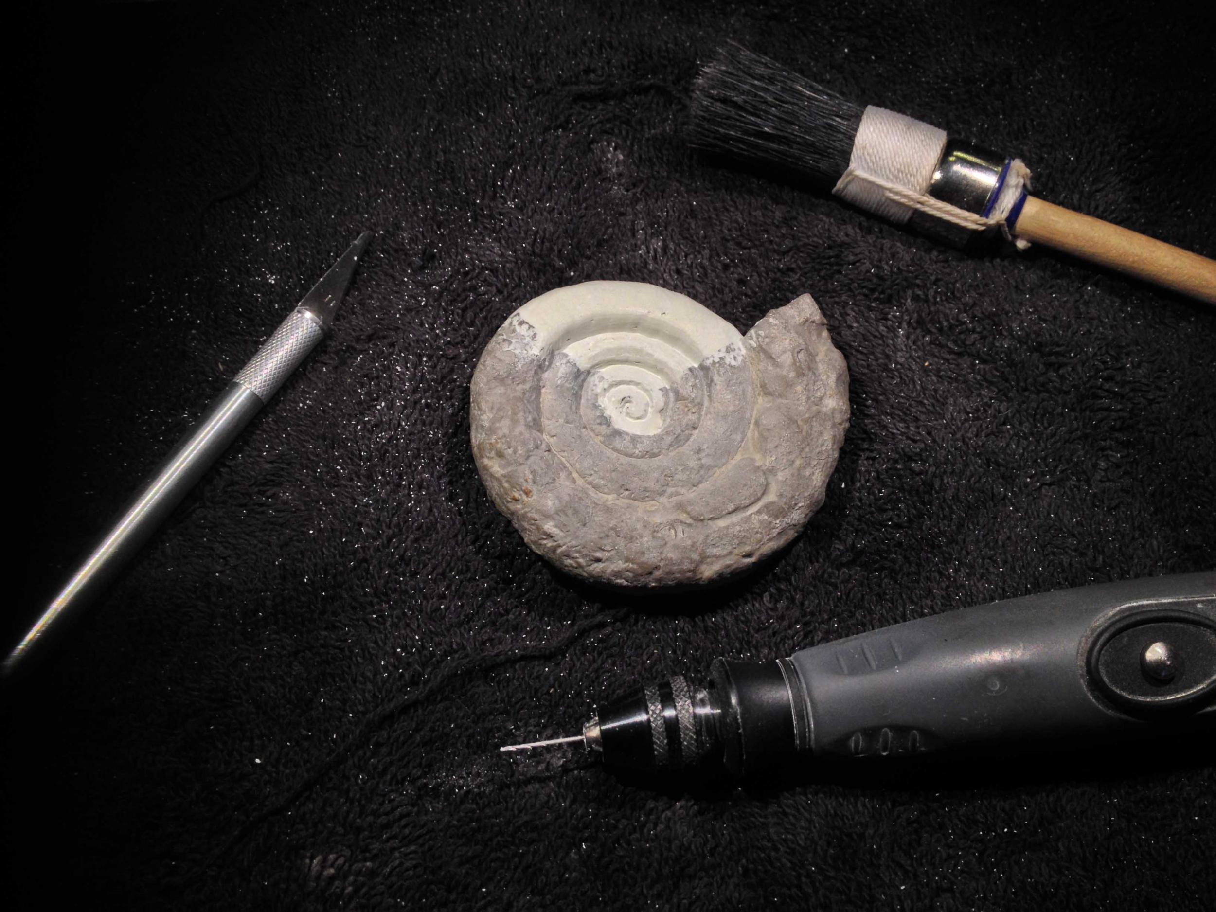 Ammonite Restoration - Fossil Preparation - The Fossil Forum