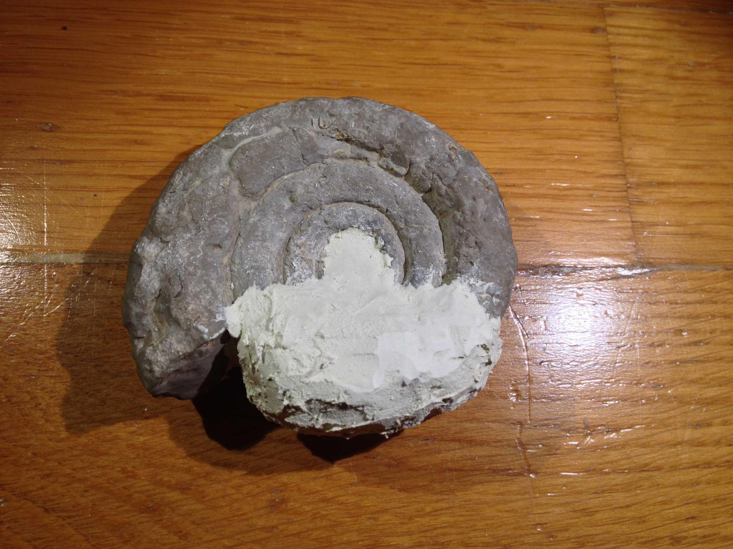 Ammonite Restoration - Fossil Preparation - The Fossil Forum