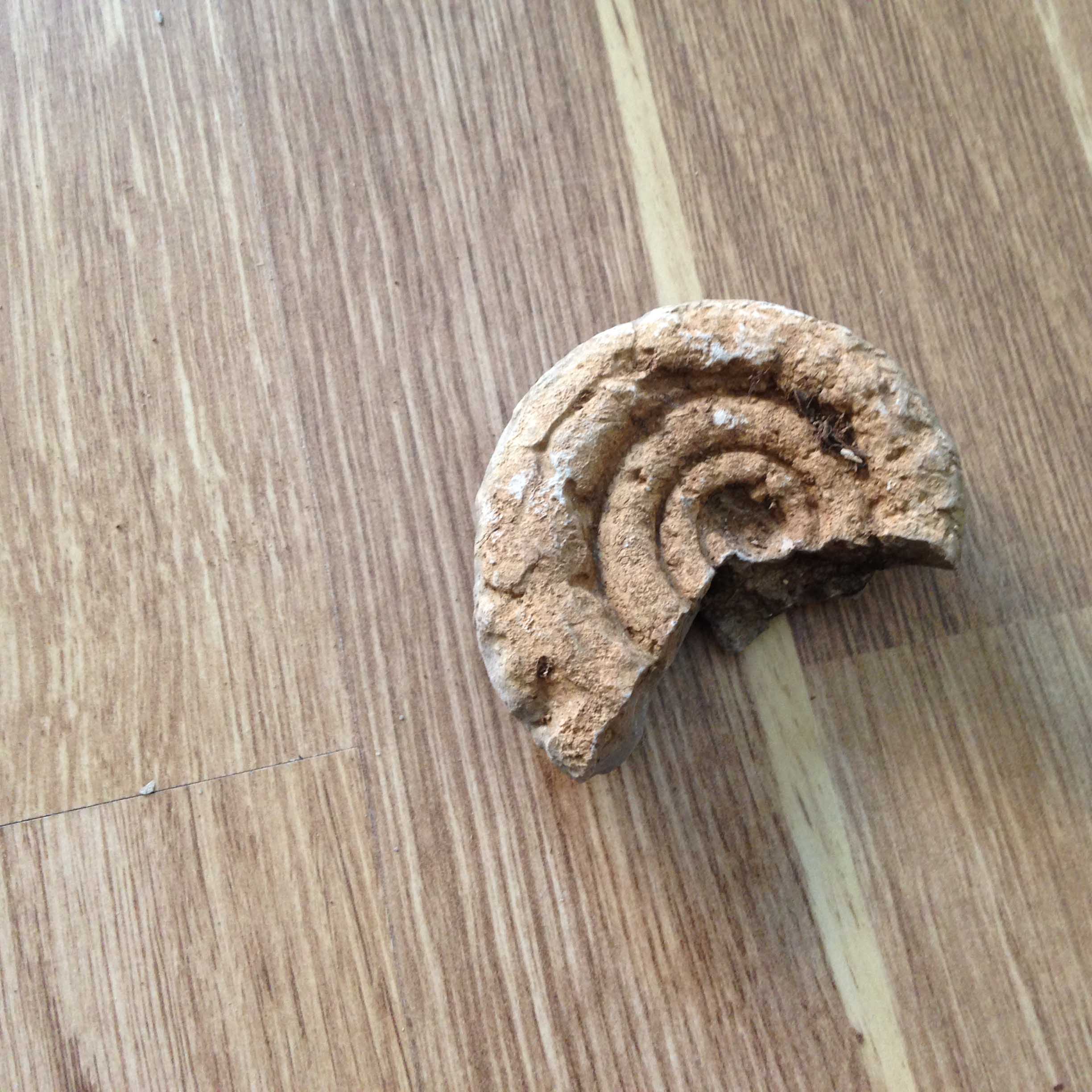 Ammonite Restoration - Fossil Preparation - The Fossil Forum