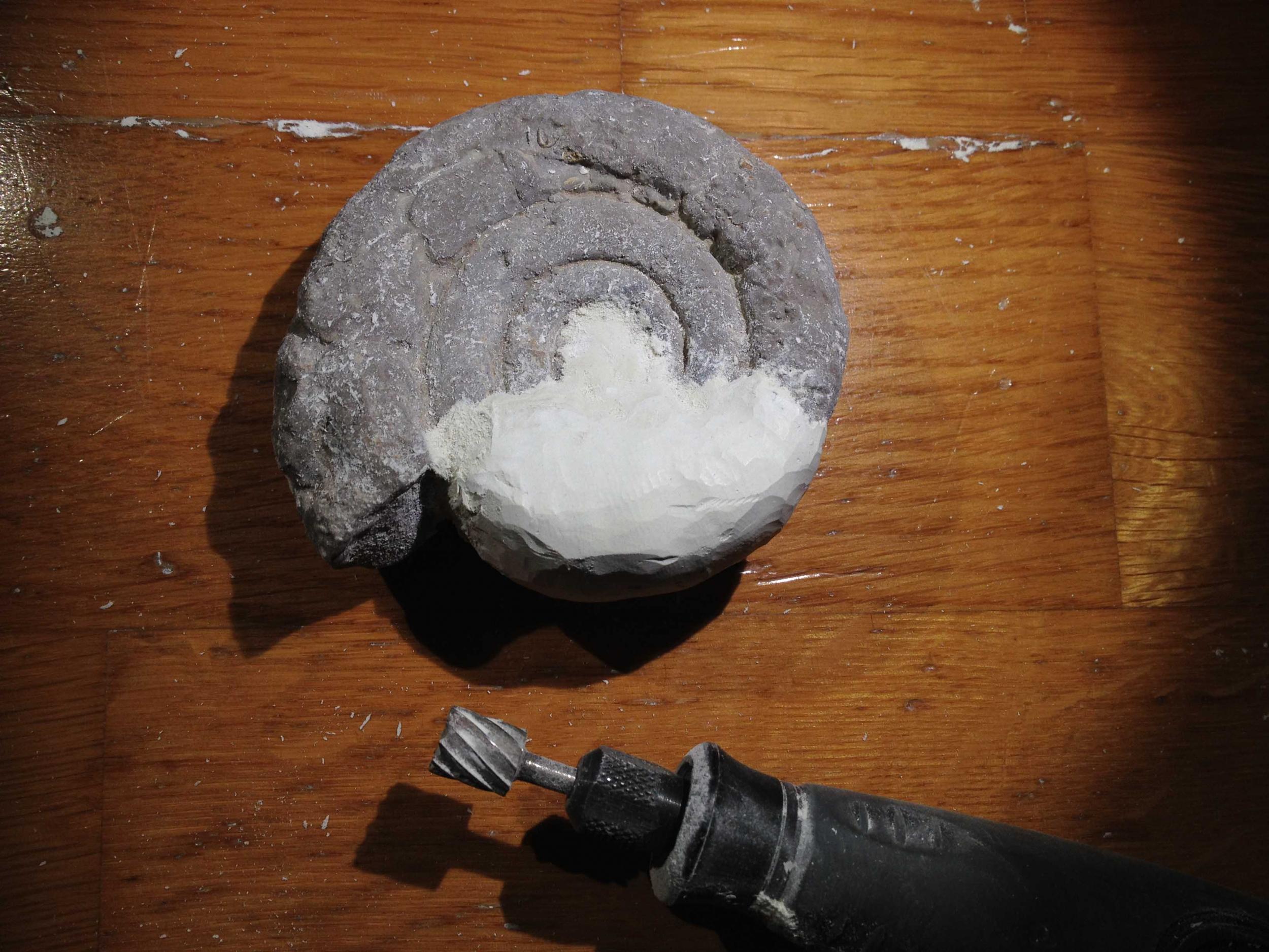 Ammonite Restoration - Fossil Preparation - The Fossil Forum