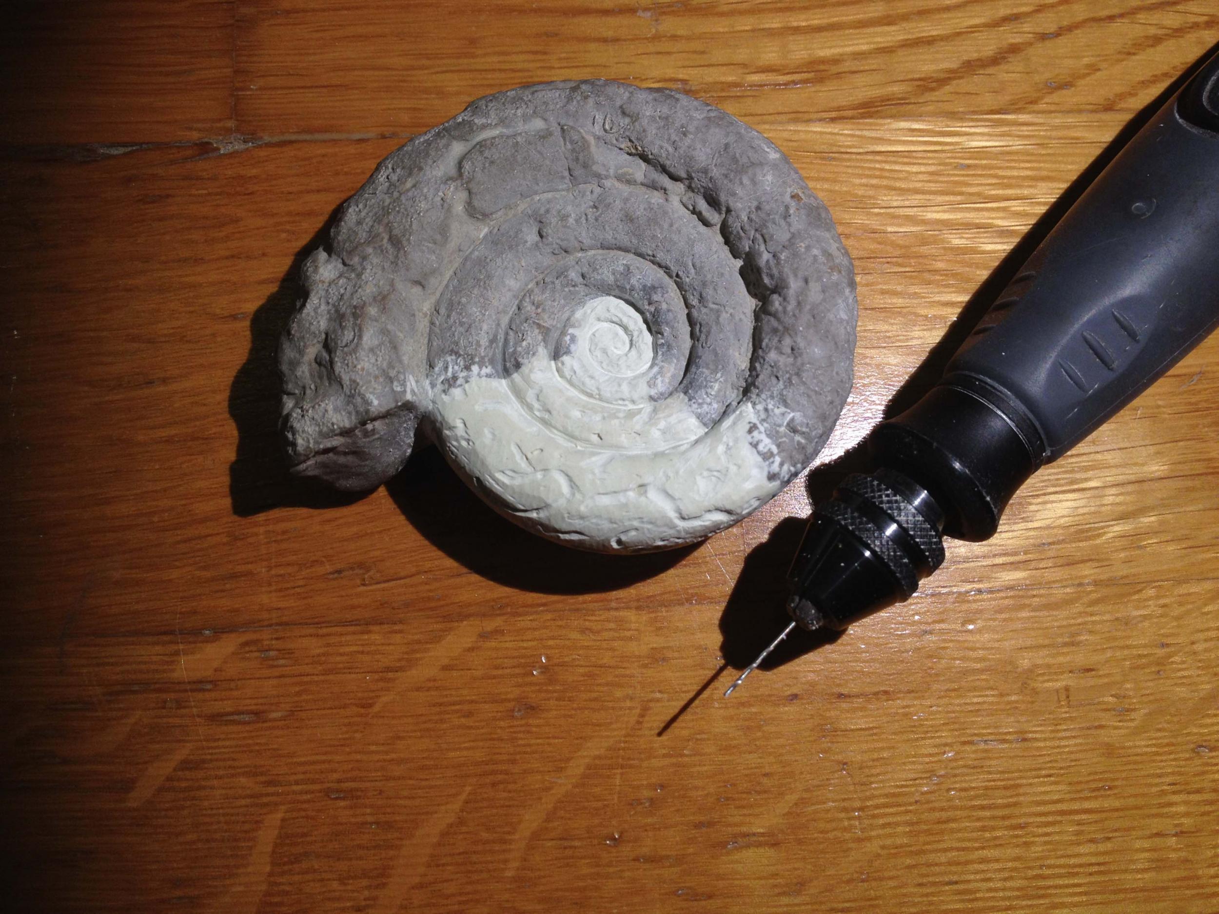 Ammonite Restoration - Fossil Preparation - The Fossil Forum