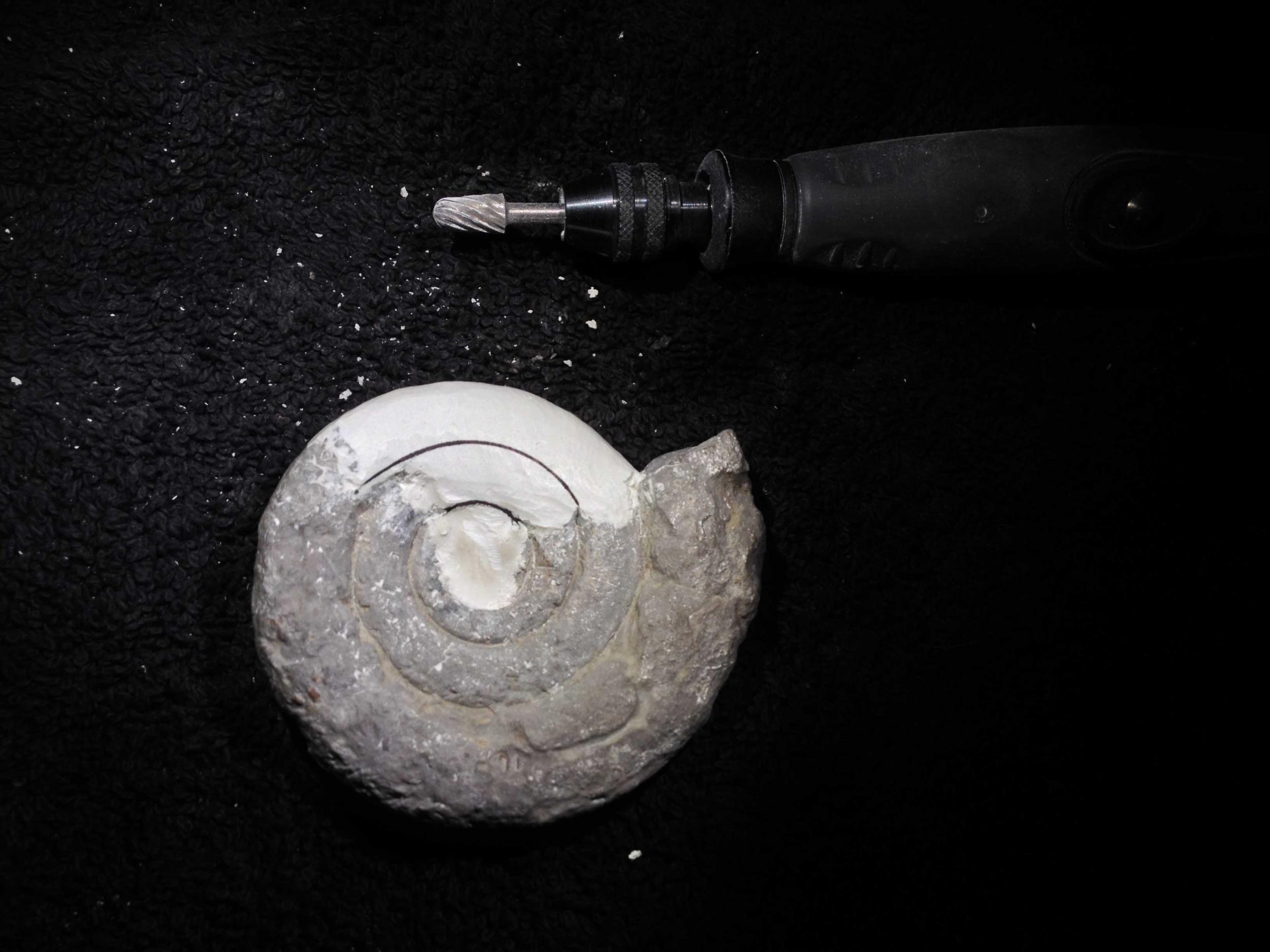 Ammonite Restoration - Fossil Preparation - The Fossil Forum