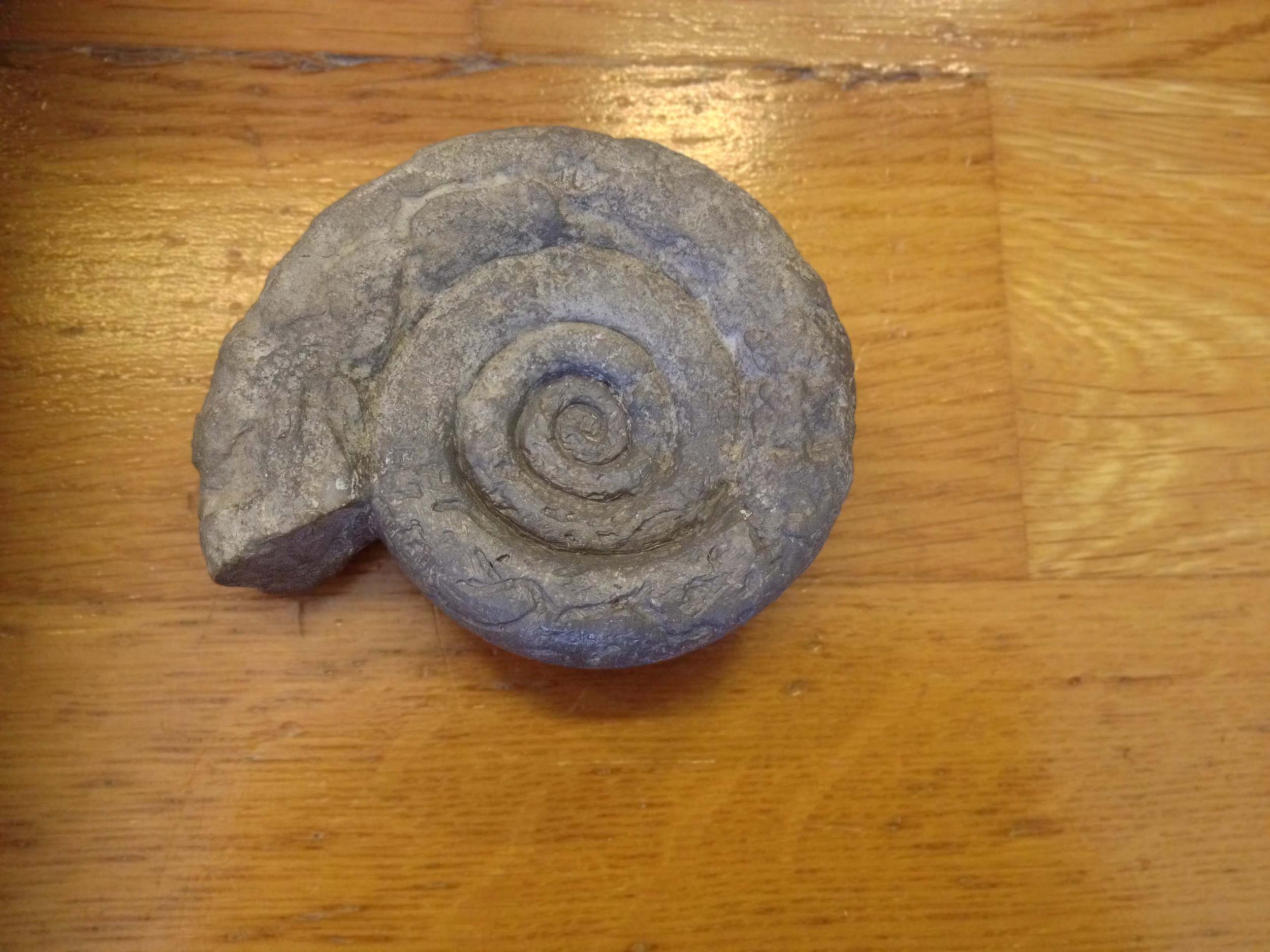Ammonite Restoration - Fossil Preparation - The Fossil Forum