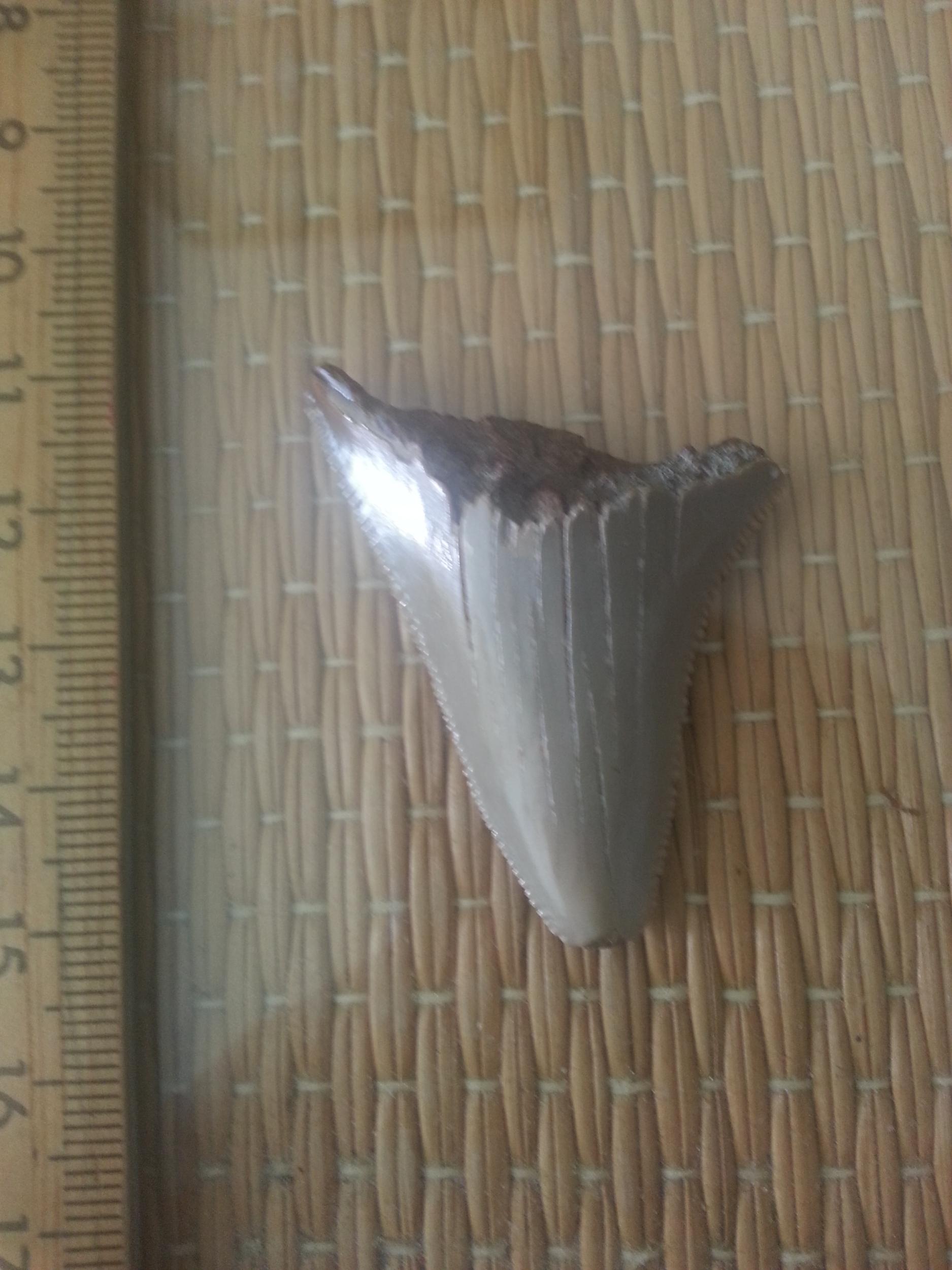 Megalodon And Moasasaur Teeth. - Member Collections - The Fossil Forum