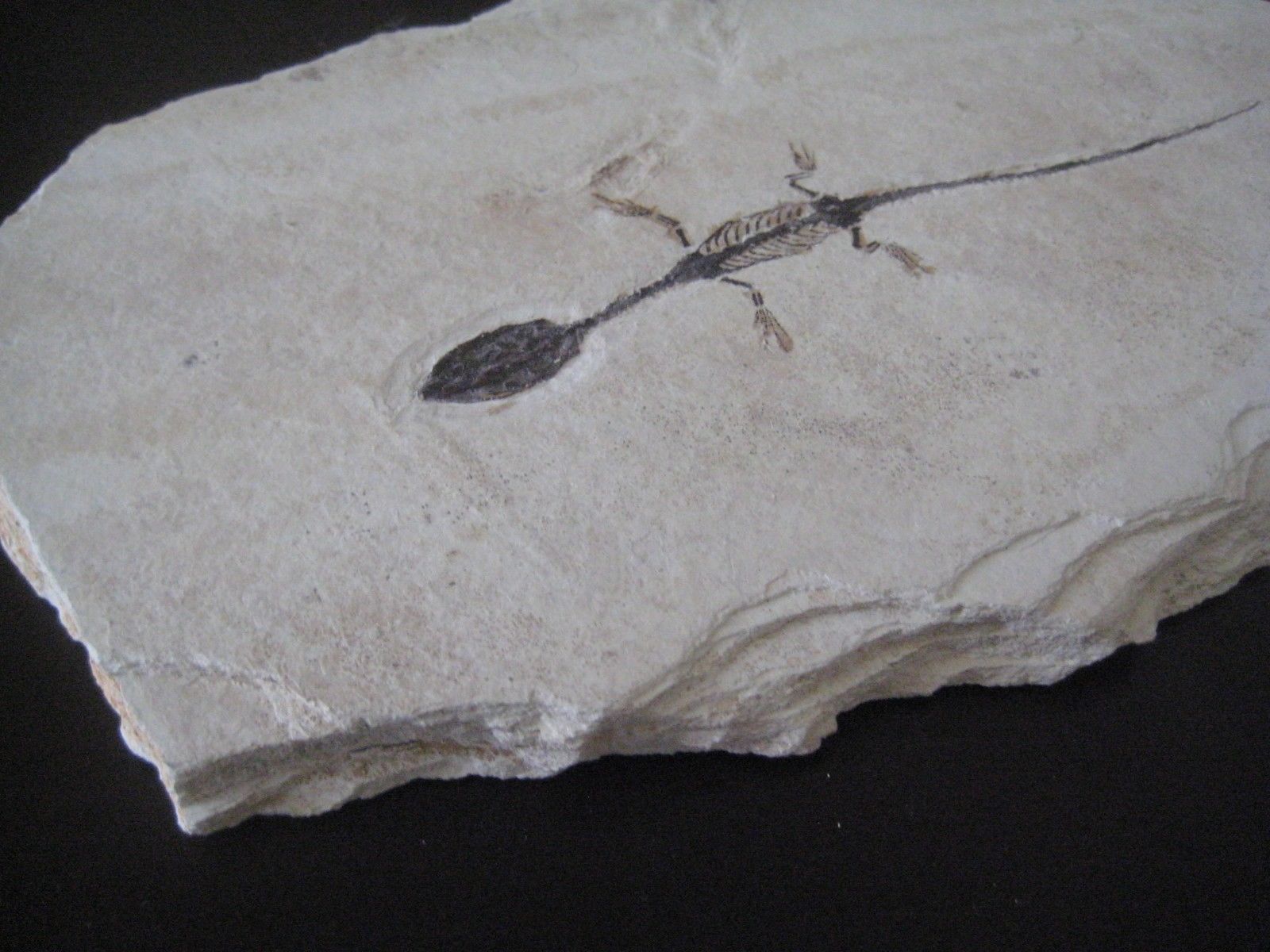 Lizard - Is It Real? How to Recognize Fossil Fabrications - The Fossil ...