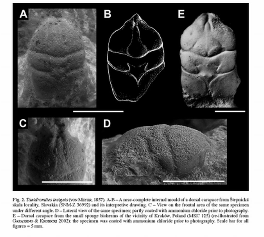 Pathology Crab? - Fossil ID - The Fossil Forum