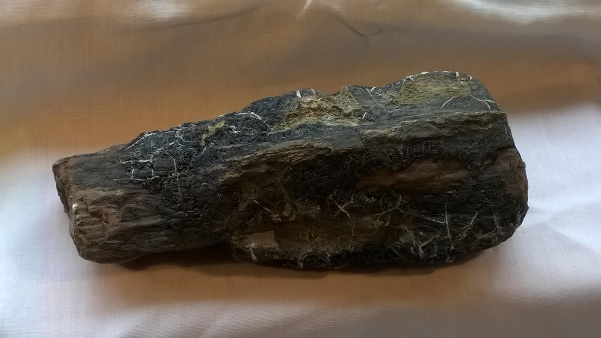 Jurassic Tree? - Fossil ID - The Fossil Forum