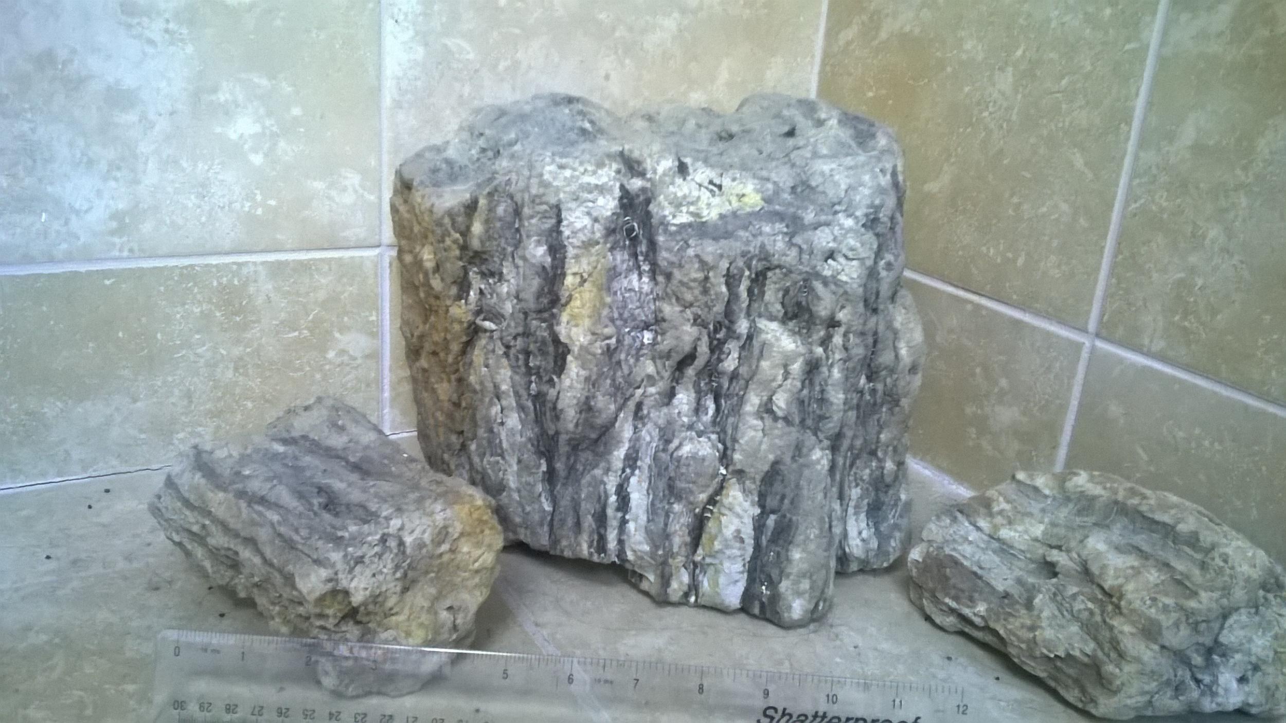 Jurassic Tree? - Fossil ID - The Fossil Forum