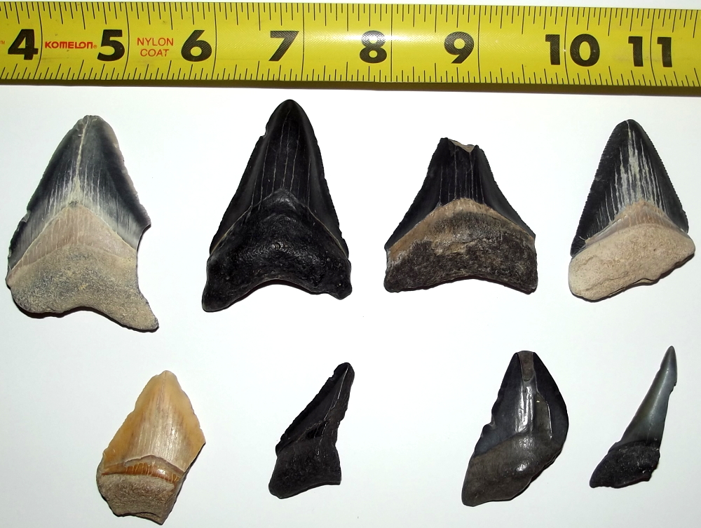 My Bone Valley Megalodons... And A Little Surprise. - Member ...