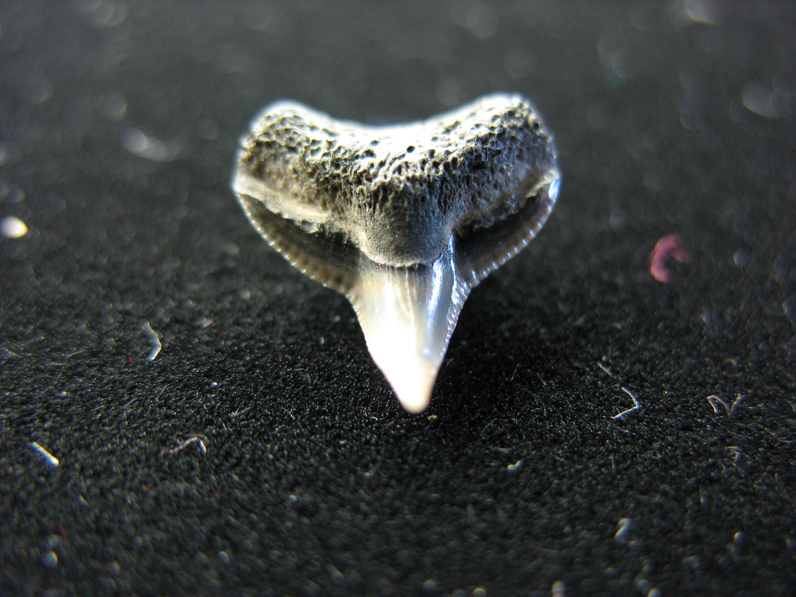 Pristene Angel Shark Tooth - Member Collections - The Fossil Forum