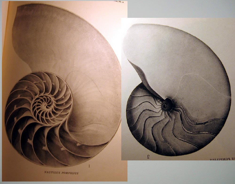 Disparities In The General Differences Between Nautiloids And Ammonoids ...