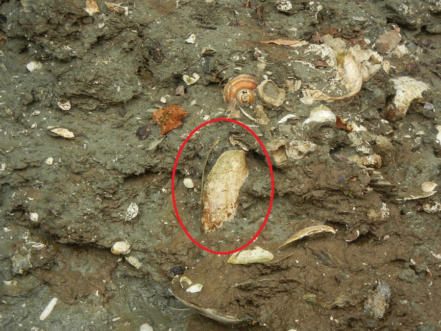 Pleistocene Geoduck? - Fossil ID - The Fossil Forum