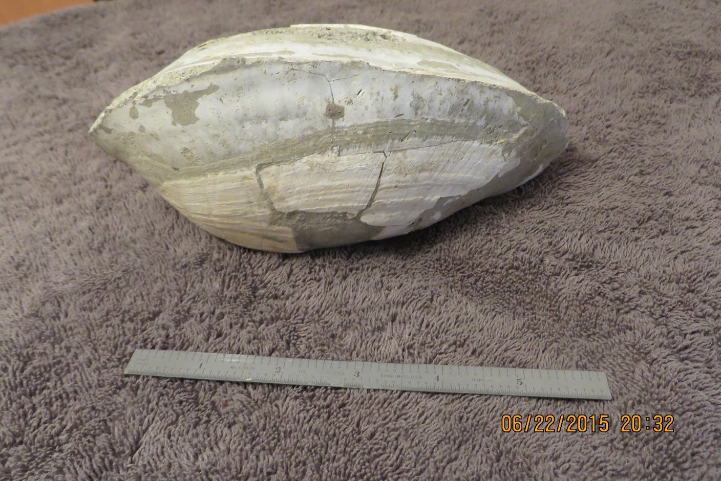 Pleistocene Geoduck? - Fossil ID - The Fossil Forum