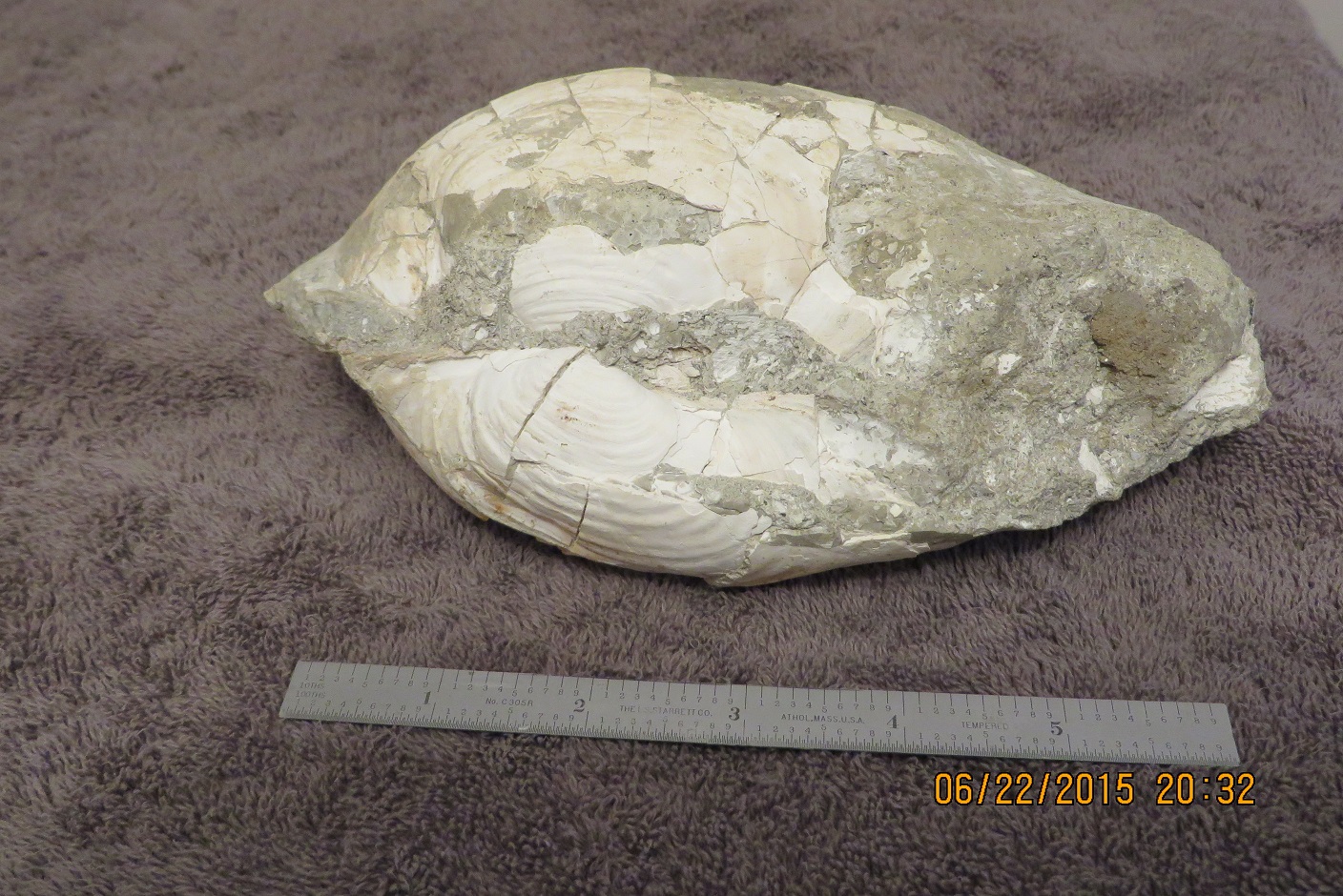 Pleistocene Geoduck? - Fossil ID - The Fossil Forum