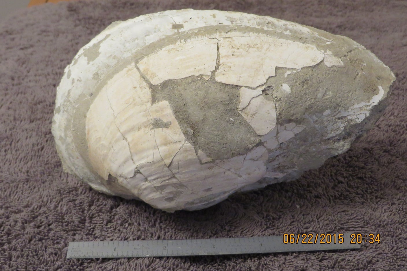 Pleistocene Geoduck? - Fossil ID - The Fossil Forum
