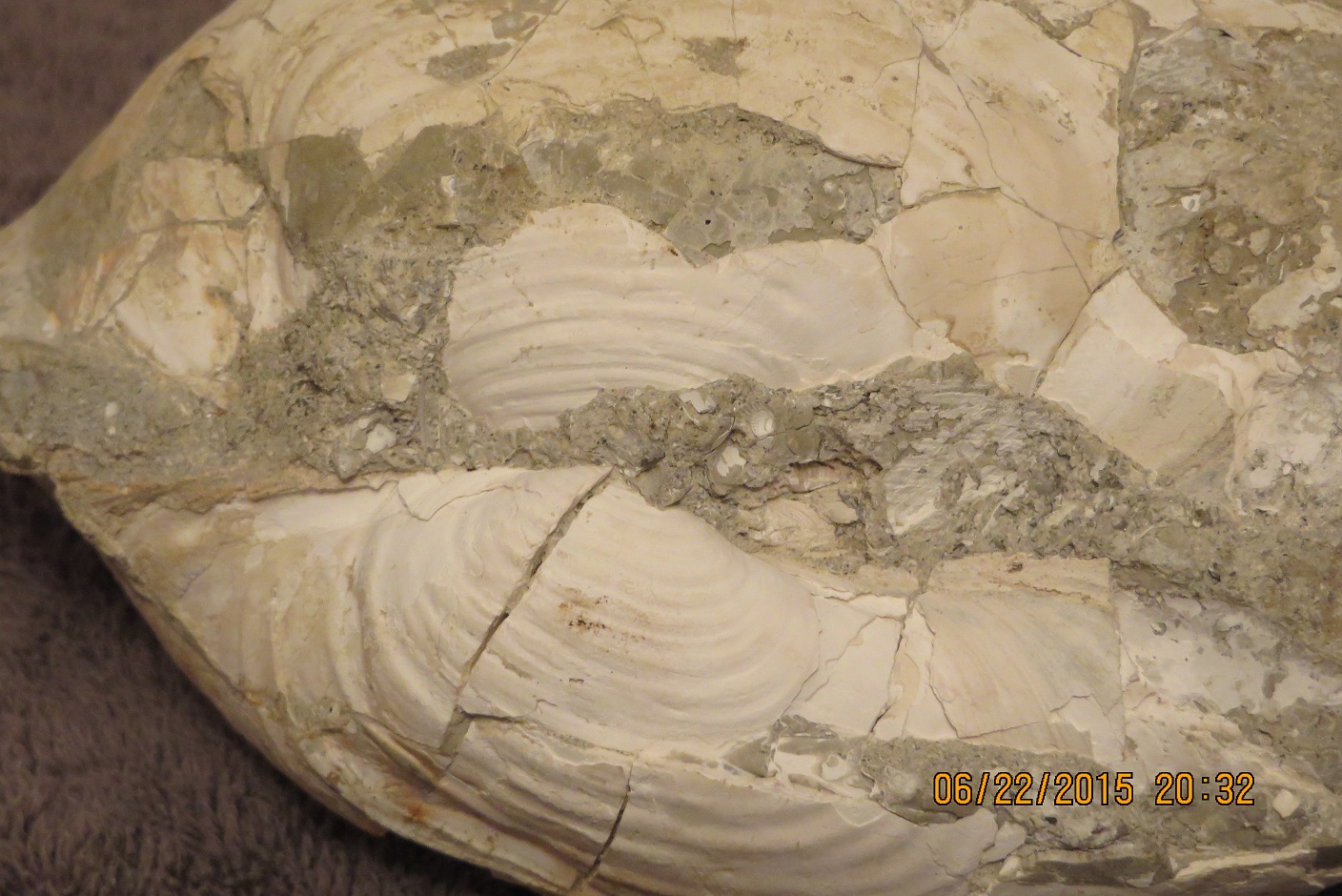 Pleistocene Geoduck? - Fossil ID - The Fossil Forum