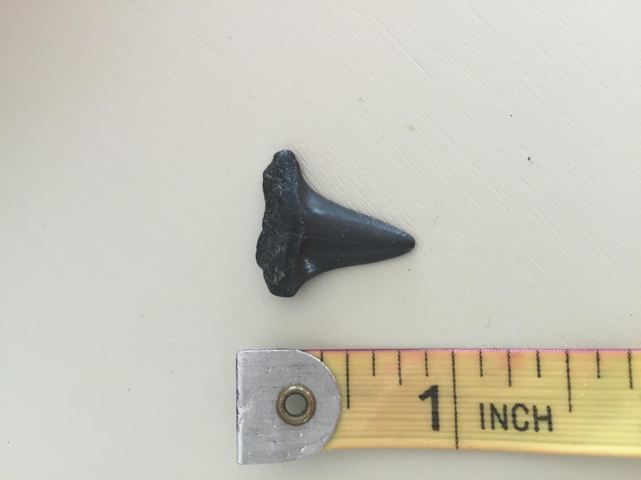 Small tooth - Fossil ID - The Fossil Forum