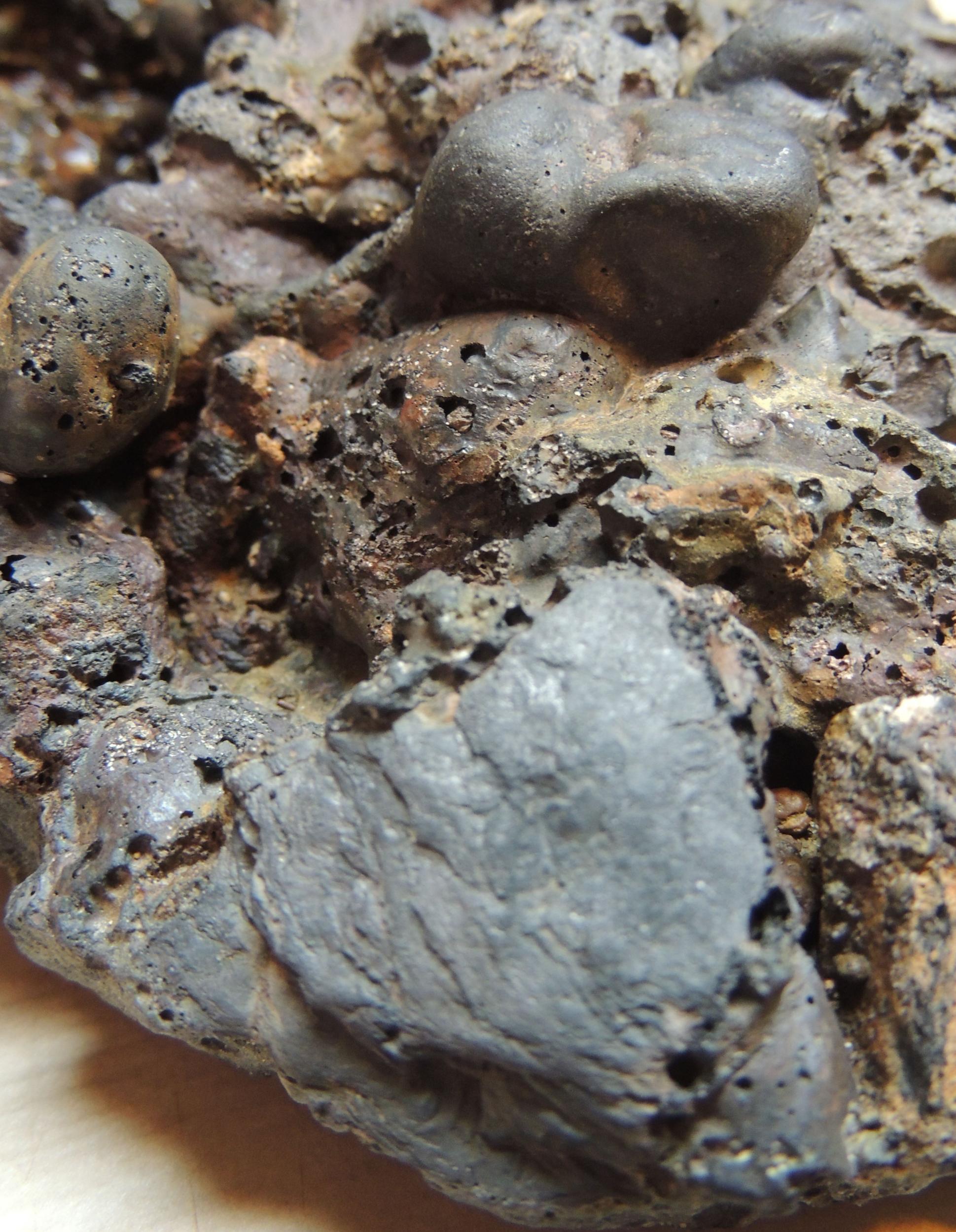 Help identify clams found on my property - Fossil ID - The Fossil Forum