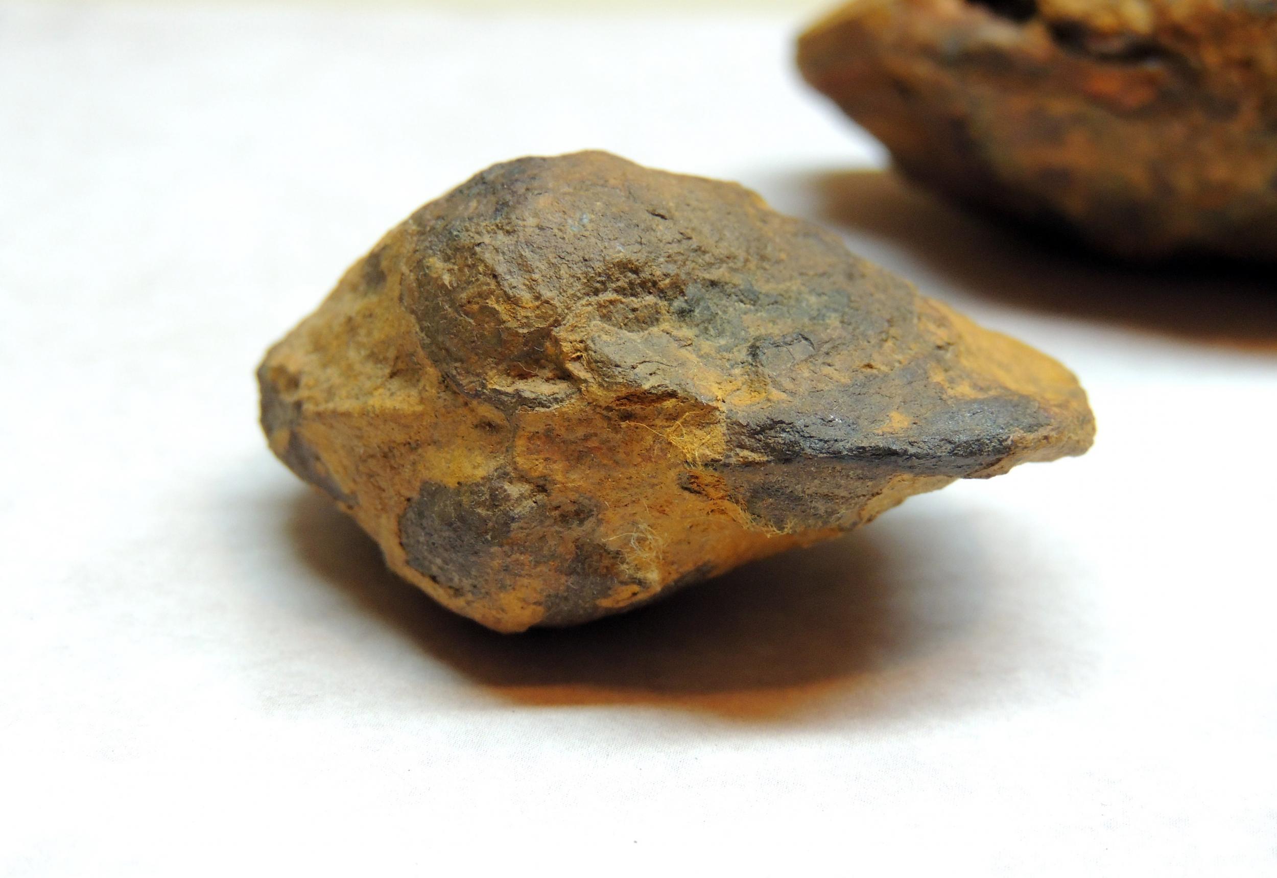 Help identify clams found on my property - Fossil ID - The Fossil Forum