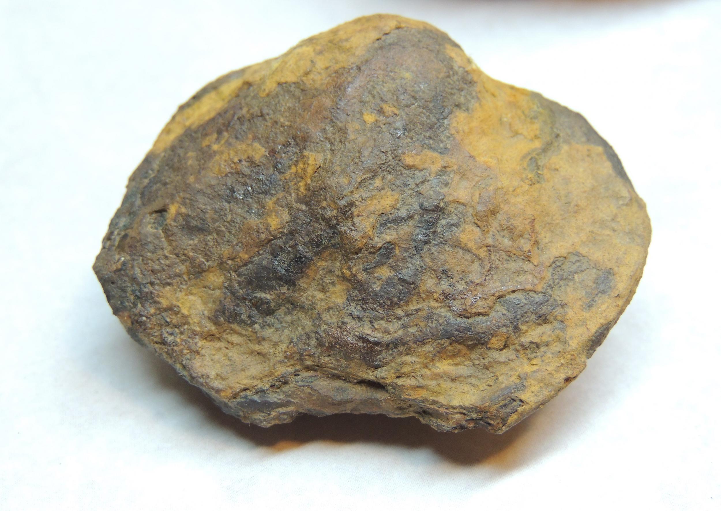 Help identify clams found on my property - Fossil ID - The Fossil Forum