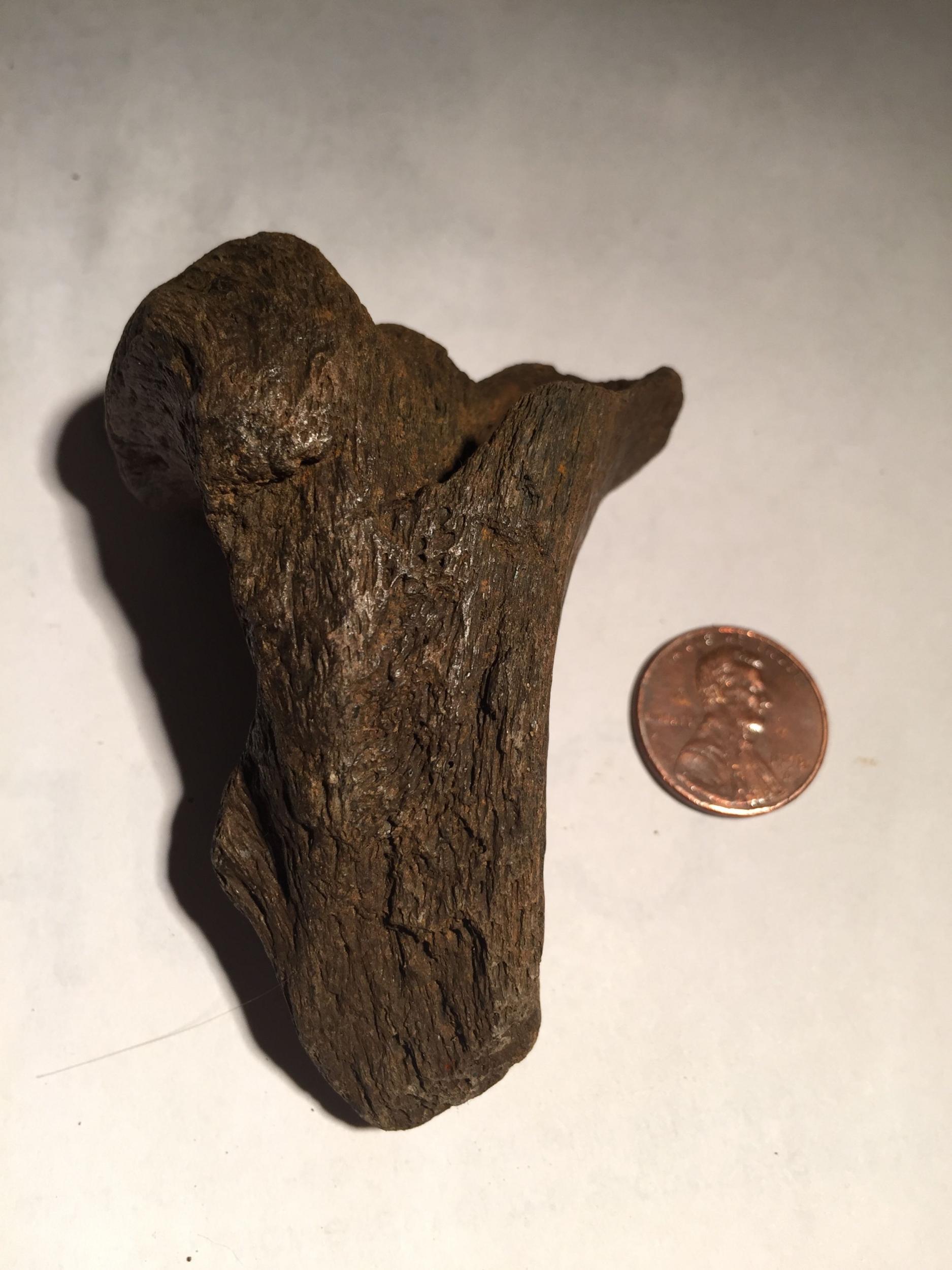 NJ Cretaceous Mystery Bone - Fossil ID - The Fossil Forum