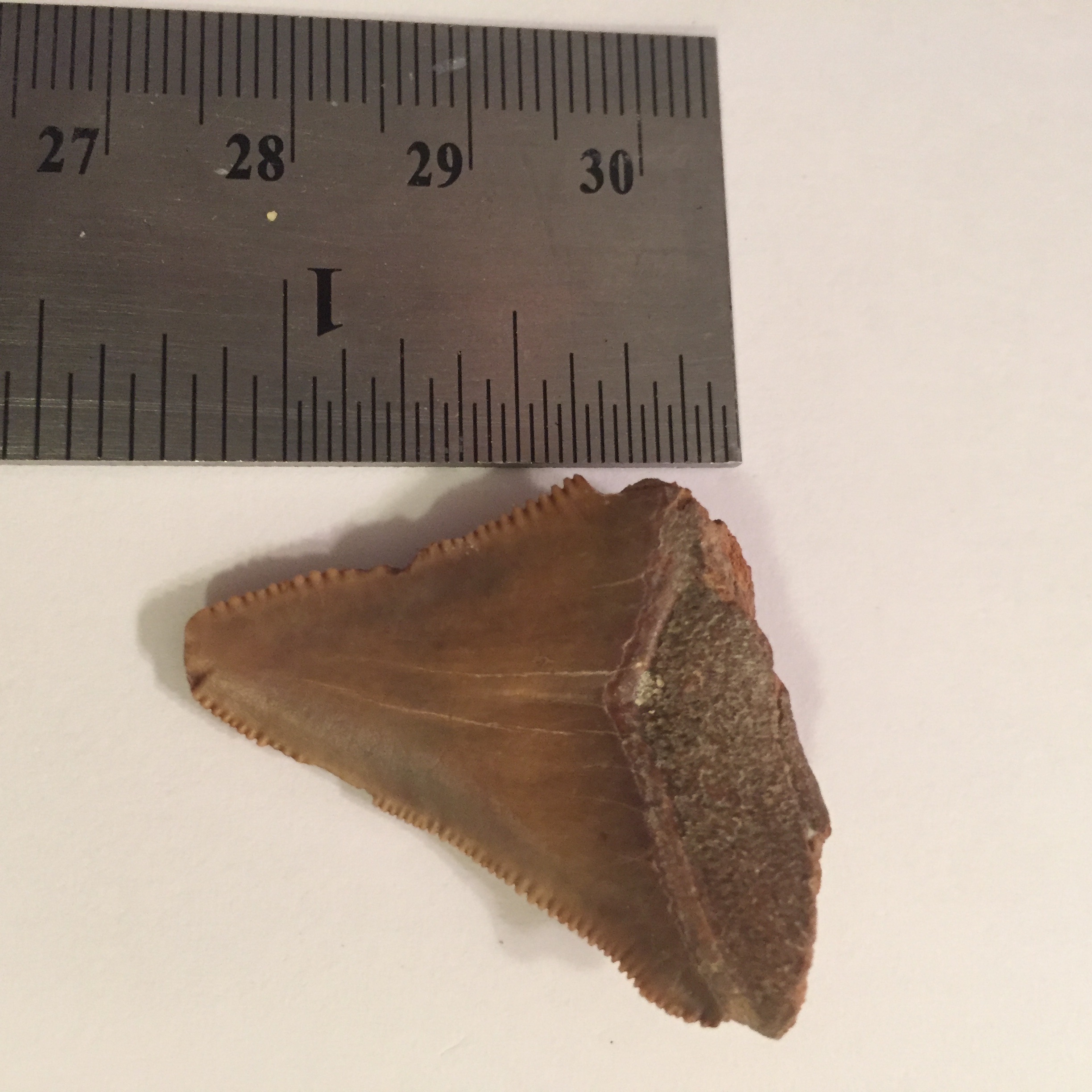Possible Meg tooth? - Fossil ID - The Fossil Forum