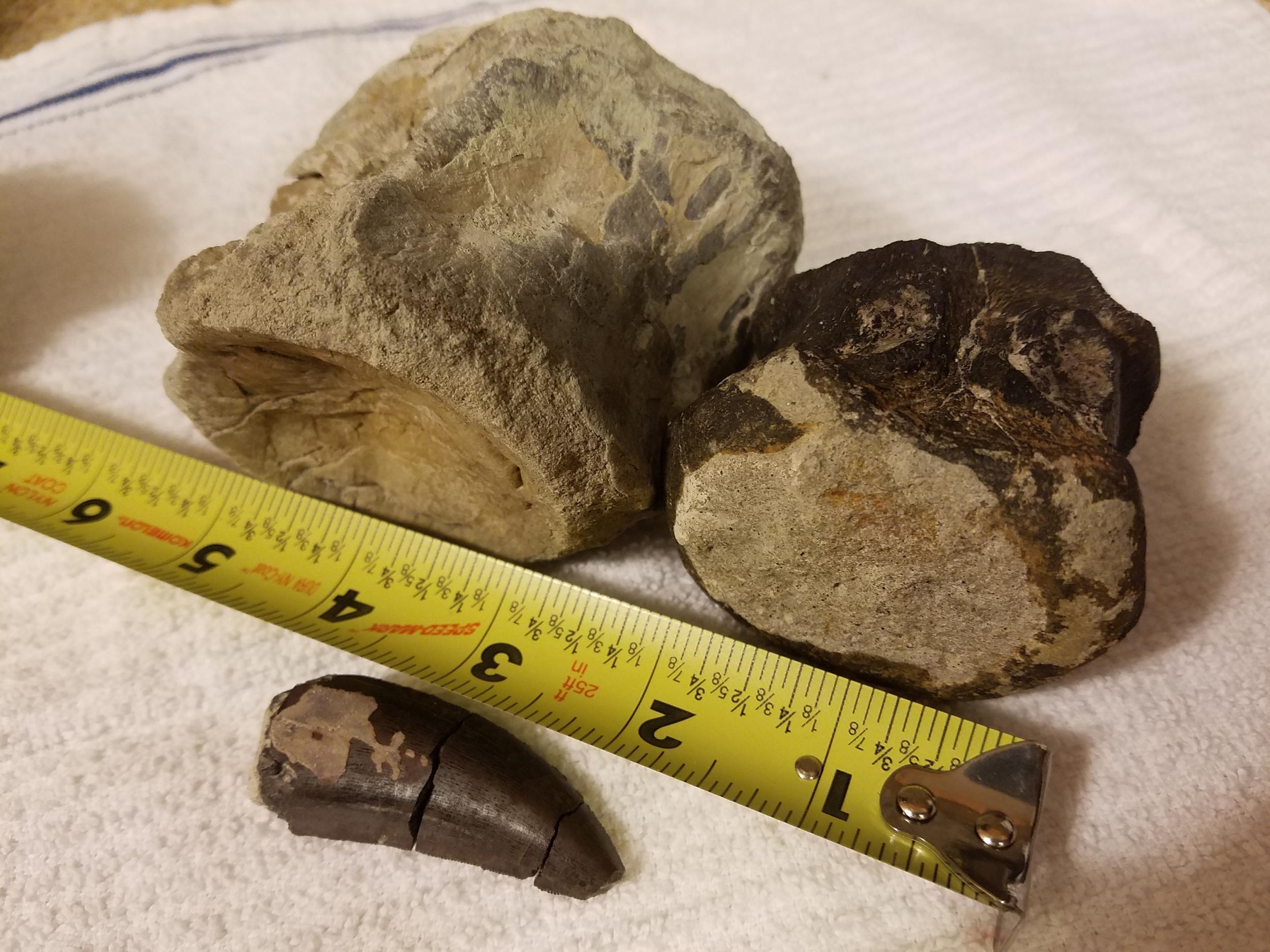 Tibia and Fibula? - Fossil ID - The Fossil Forum