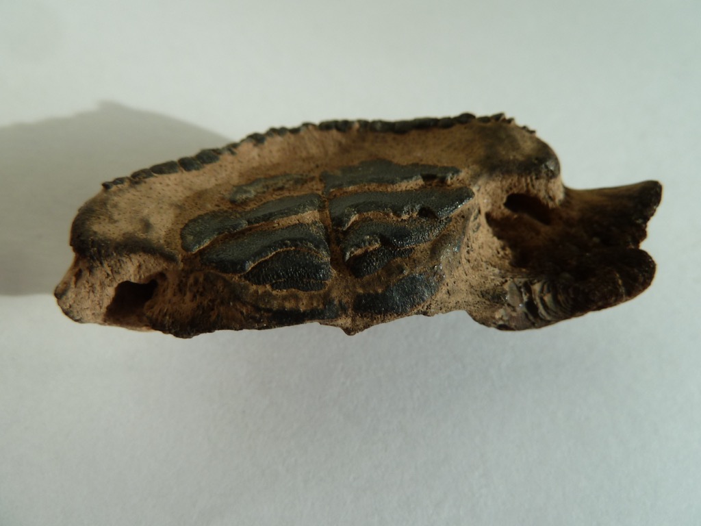 Very large puffer fish mouth plate? - Fossil ID - The Fossil Forum