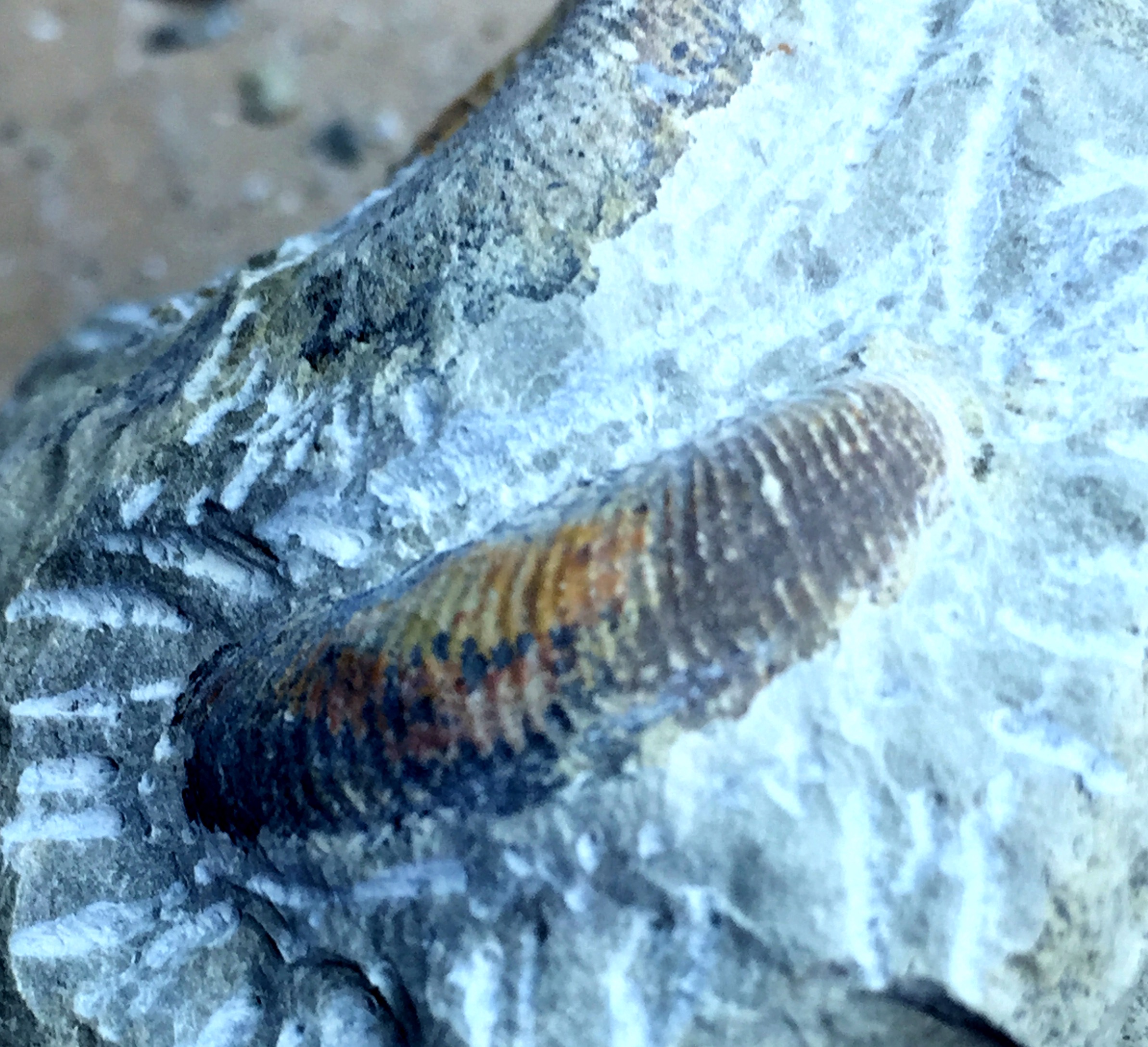 Some advice please - Fossil Preparation - The Fossil Forum