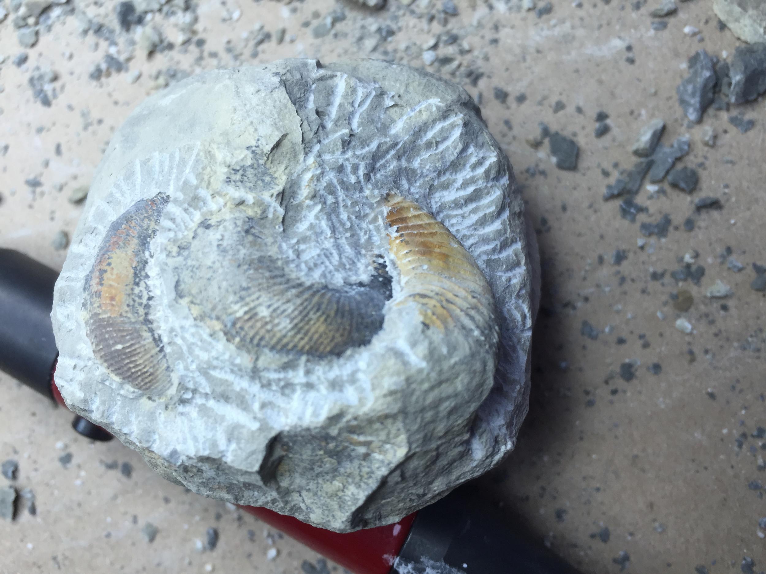Some advice please - Fossil Preparation - The Fossil Forum