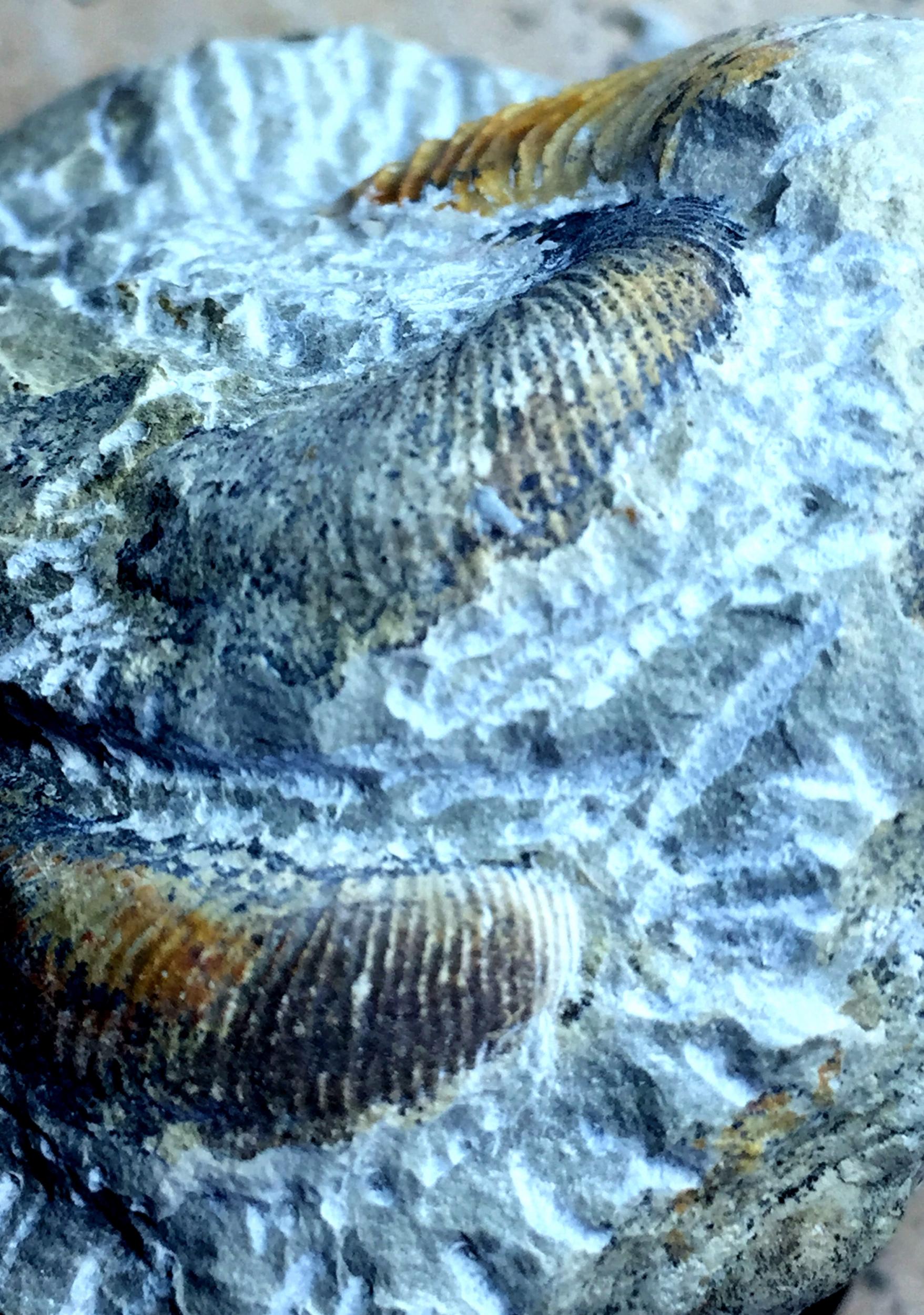 Some advice please - Fossil Preparation - The Fossil Forum