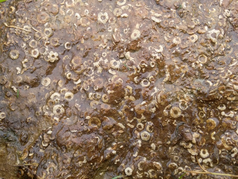 small white fossils/many shapes - Fossil ID - The Fossil Forum
