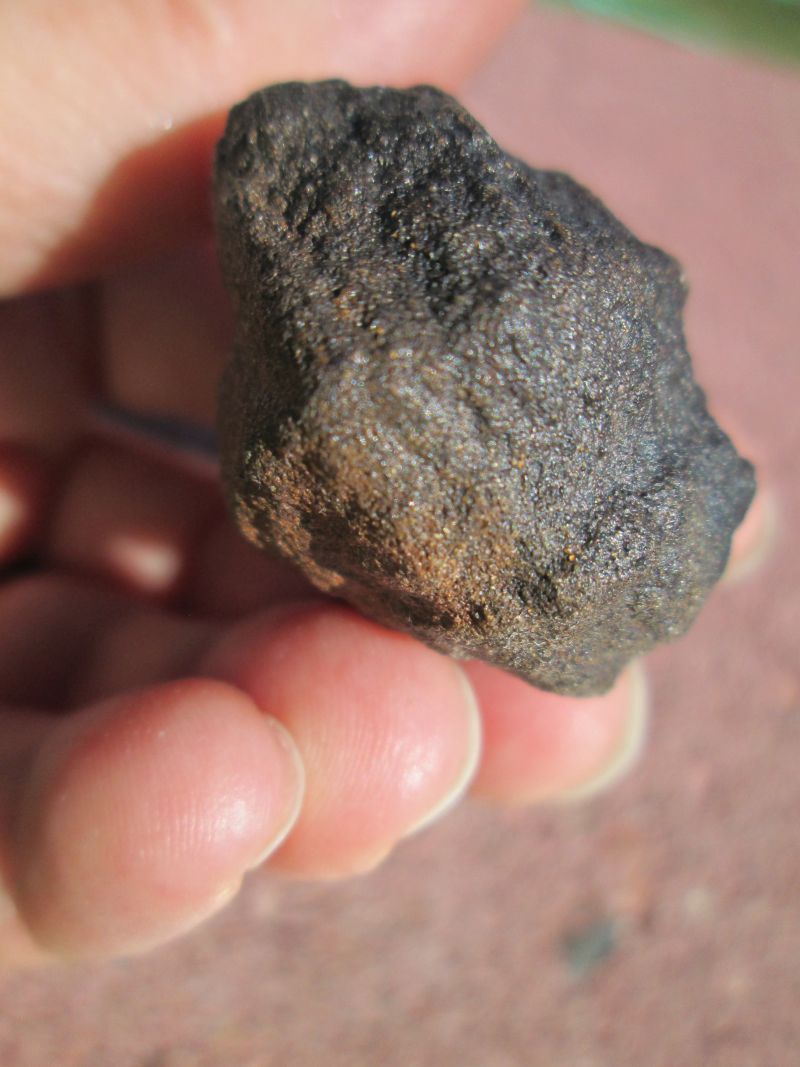 could this be a fossil nut? - Fossil ID - The Fossil Forum