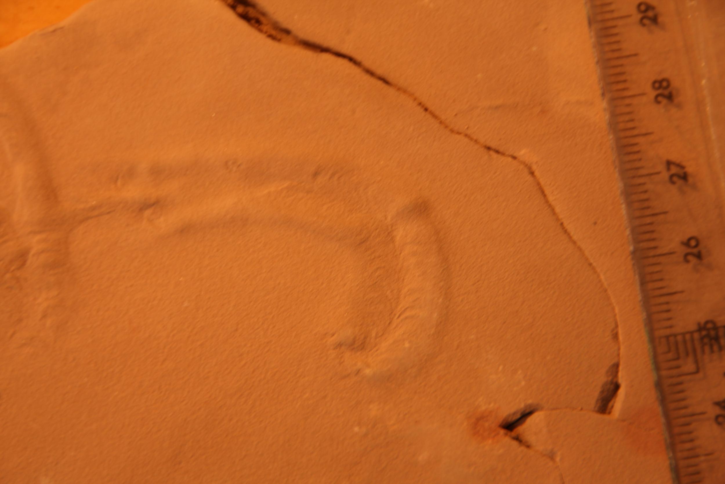Ichnofossil Identification - Fossil ID - The Fossil Forum