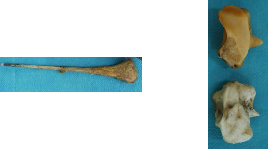 An odd bone - Fossil ID - The Fossil Forum